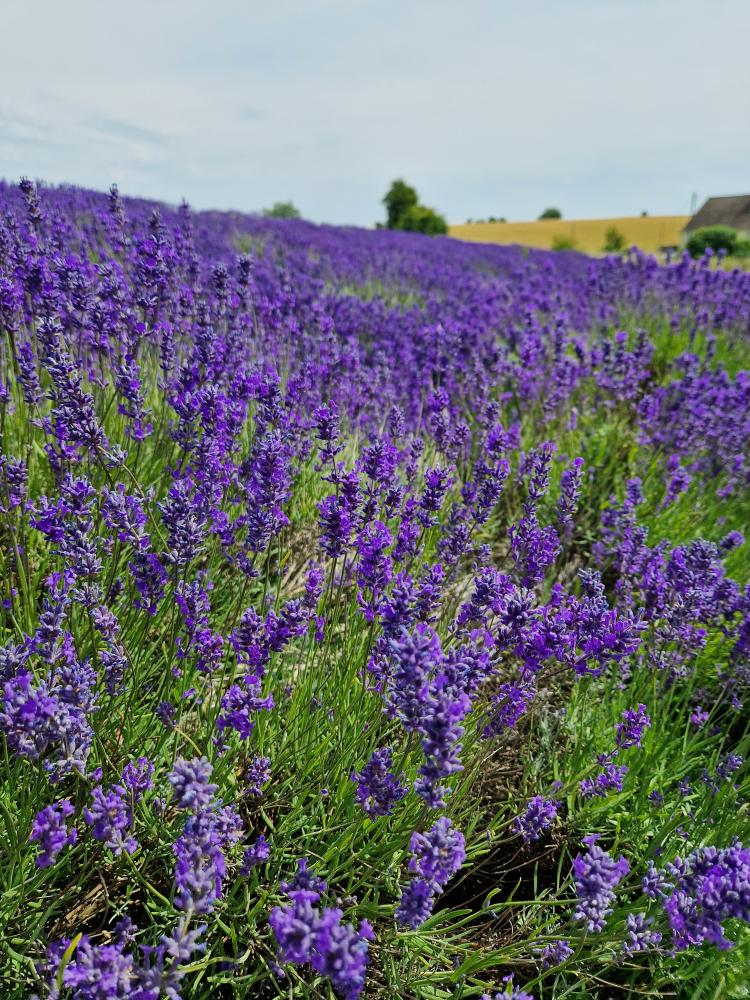 Photos of Cotswold Lavender | What to do at the Weekend